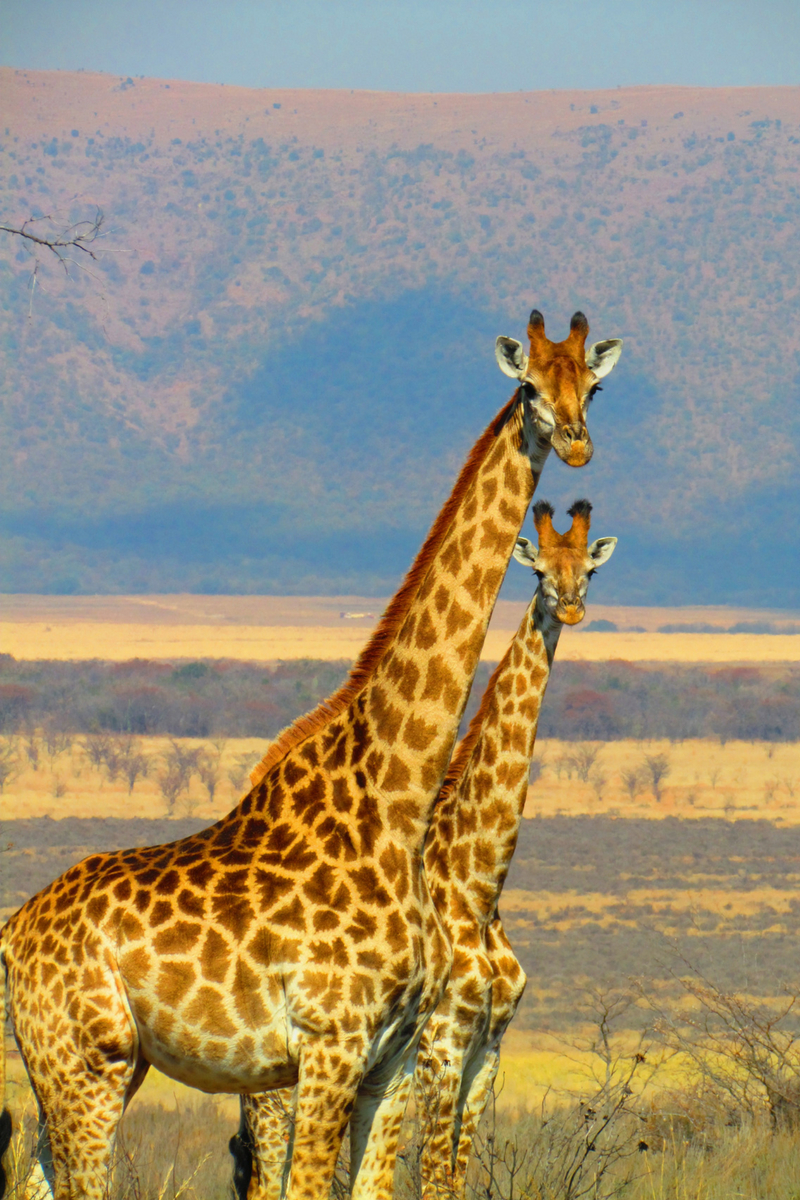 Kenyan Safari Animal Sighting Checklist - A Thousand Lights