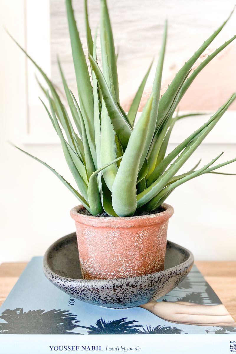 19 Plants That Freshen Your Home's Air - A Thousand Lights