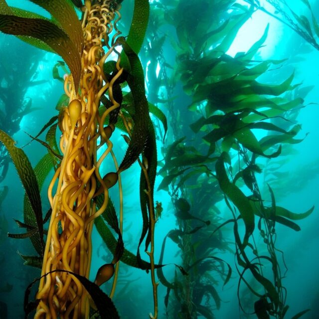 Excellent Kelp Benefits for Skin That You'll Wish You Knew Earlier - A ...
